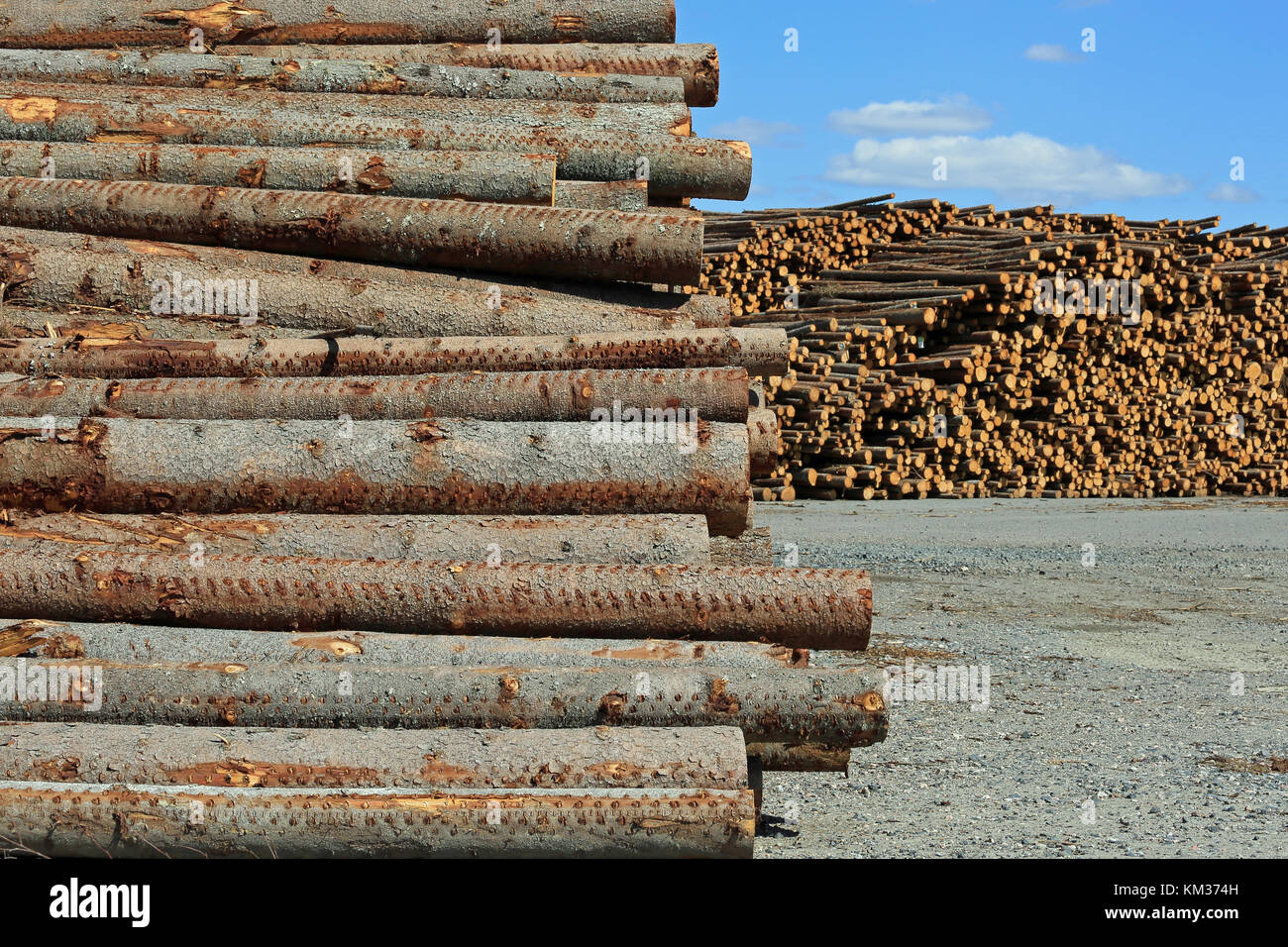 Stacks of wood logs at a lumber yard at summer with clear sky Stock ...
