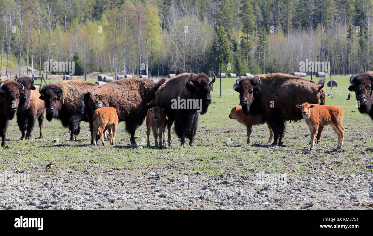 Herd of American Bison (Bison bison) or Buffalo on pasture at spring in ...