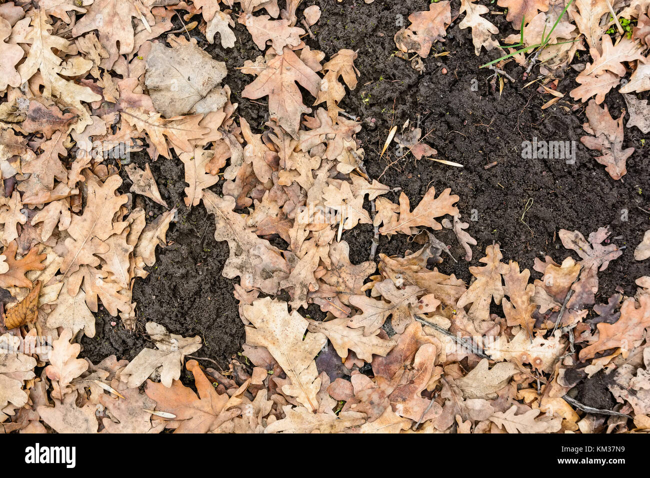 Dry fallen leaves Stock Photo - Alamy