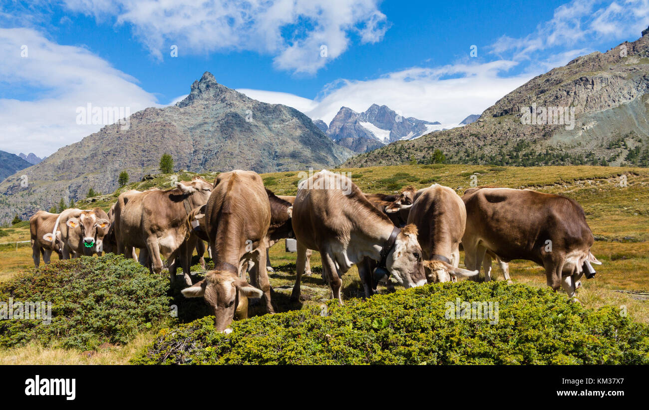 Cows in mountain - Animal landscape Stock Photo - Alamy
