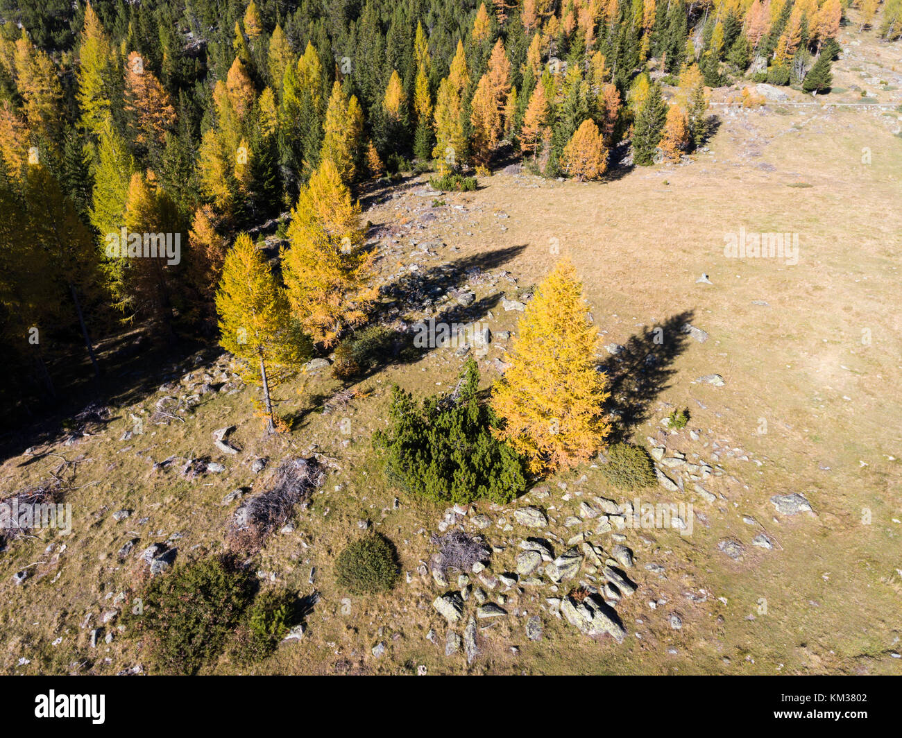 Golden colored larch in hi-res stock photography and images - Alamy