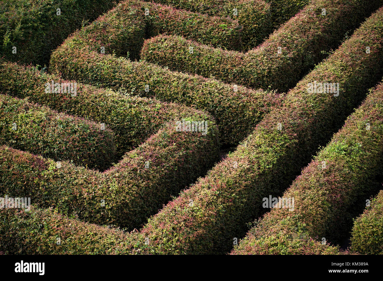 Hedge labyrinth hi-res stock photography and images - Alamy