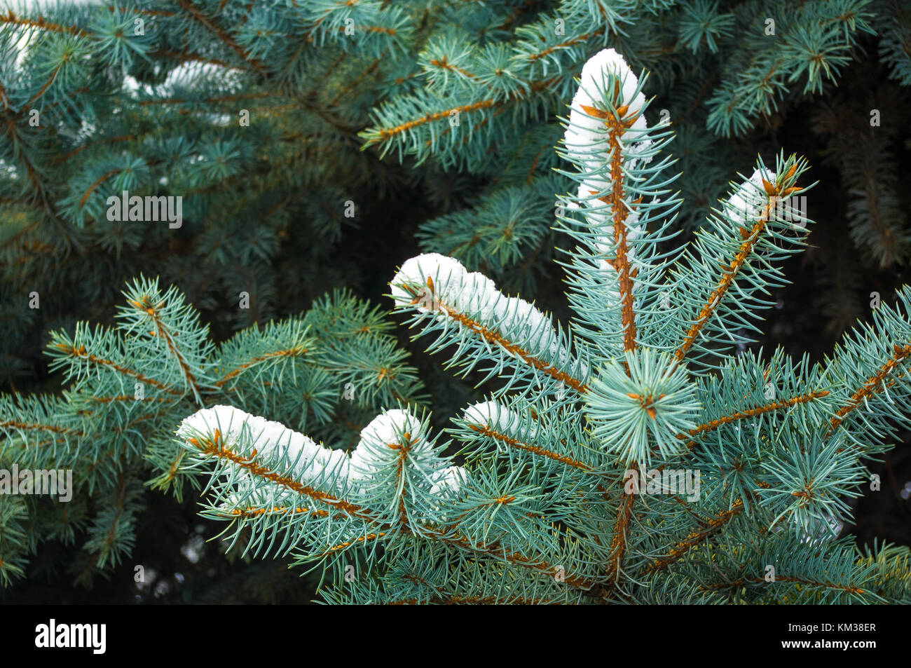 Green fluffy fir tree branch in the snow, Christmas wallpaper concept ...