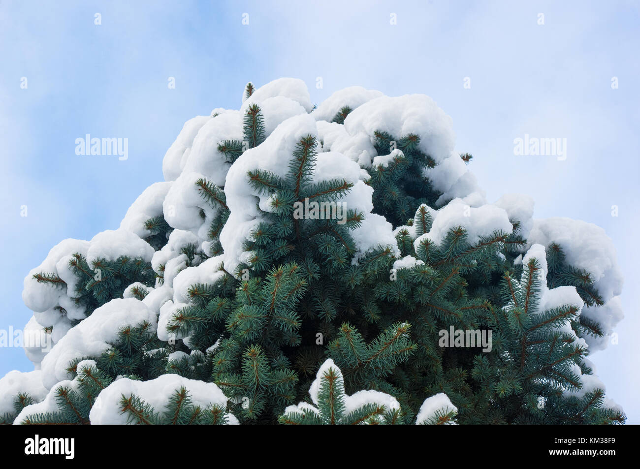 Green fluffy fir tree branch in the snow, Christmas wallpaper concept ...