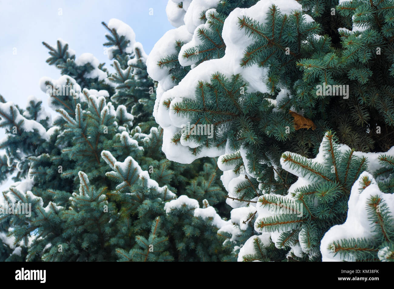 Green fluffy fir tree branch in the snow, Christmas wallpaper concept ...