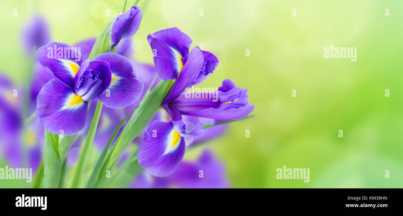 blue irise flowers Stock Photo - Alamy