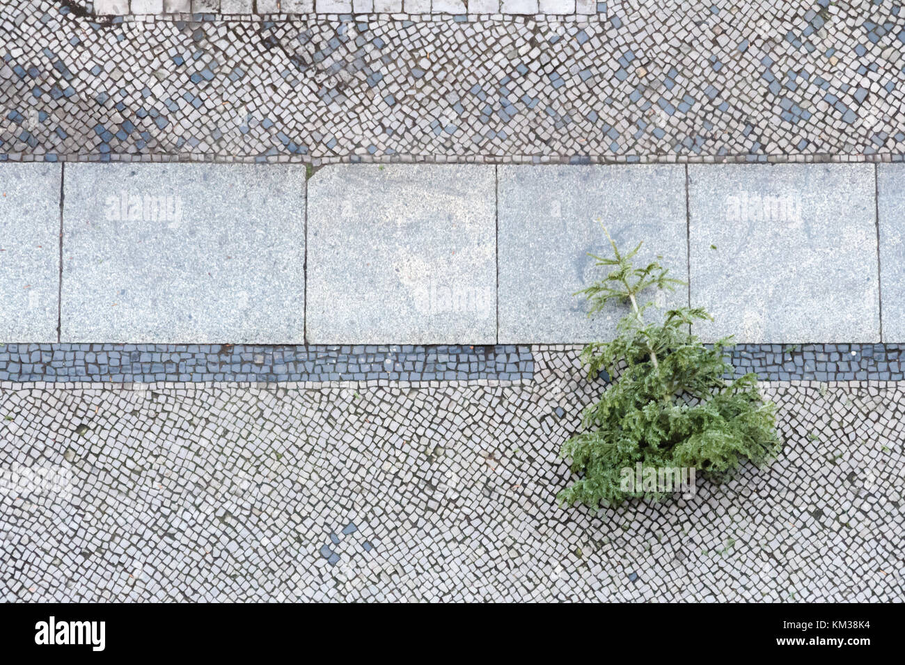 Xmax tree hi-res stock photography and images - Alamy