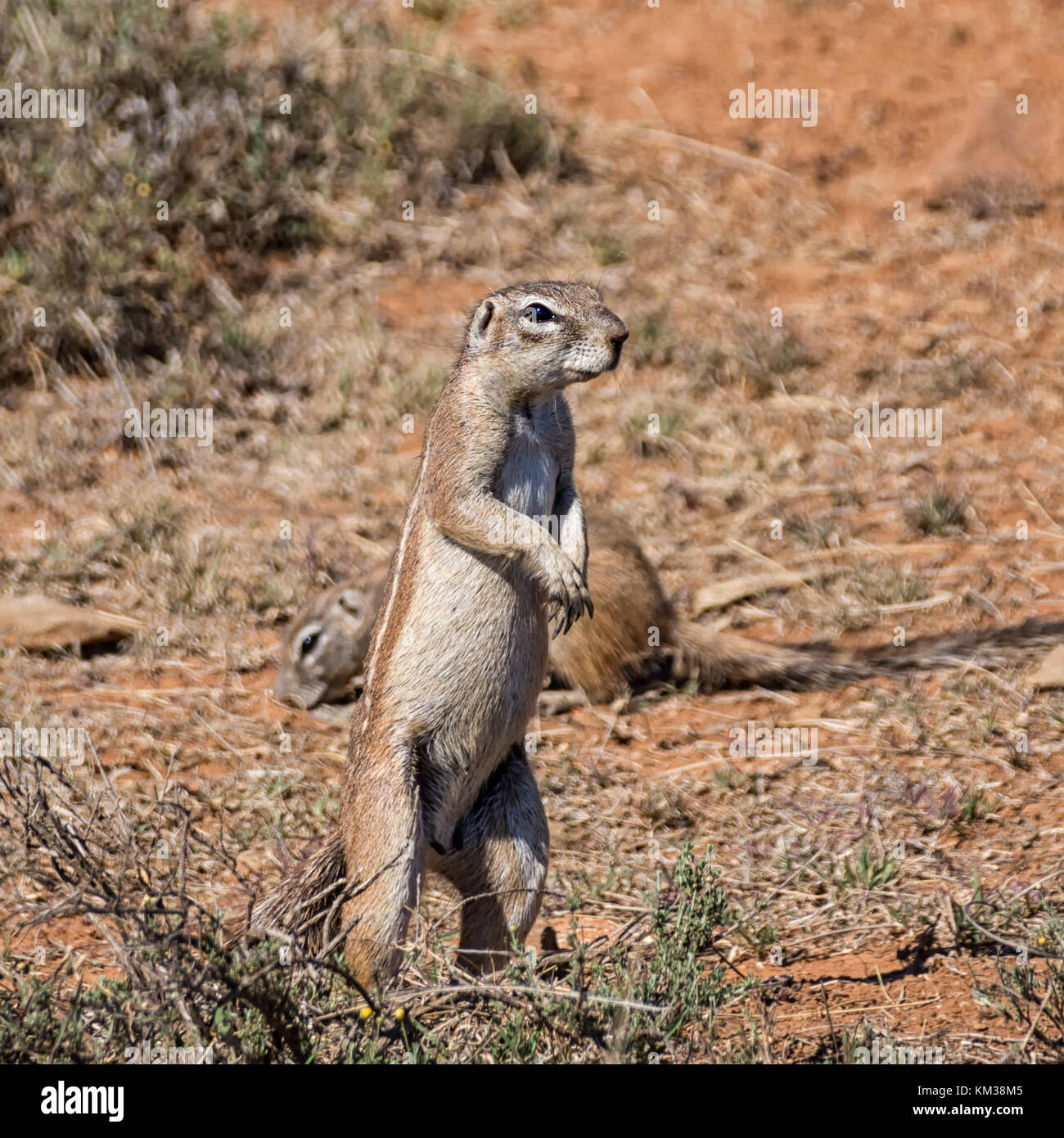 An African Ground Squirrel in Southern African savanna Stock Photo - Alamy