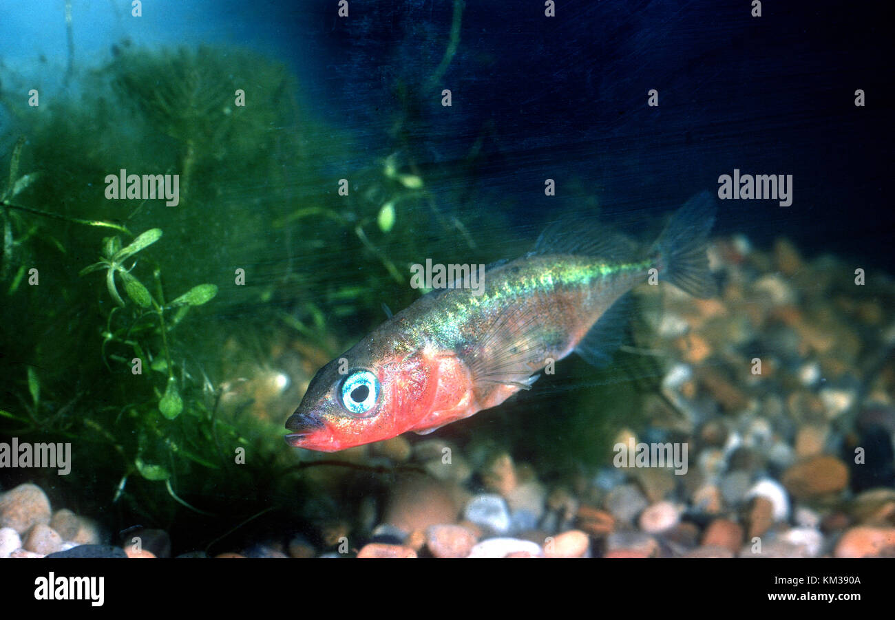 Male Three-spined stickleback (Gasterosteus aculeatus aculeatus) in red ...