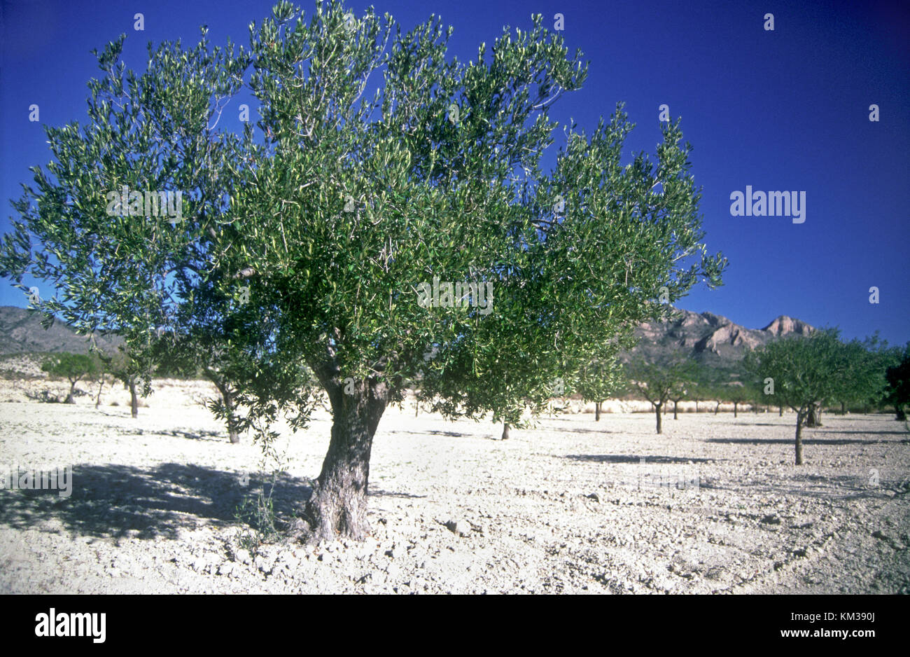 Olive trees 1 hi-res stock photography and images - Alamy
