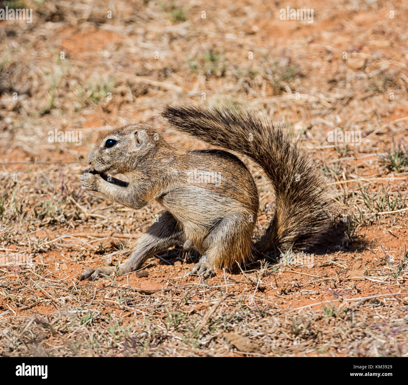 An African Ground Squirrel in Southern African savanna Stock Photo - Alamy