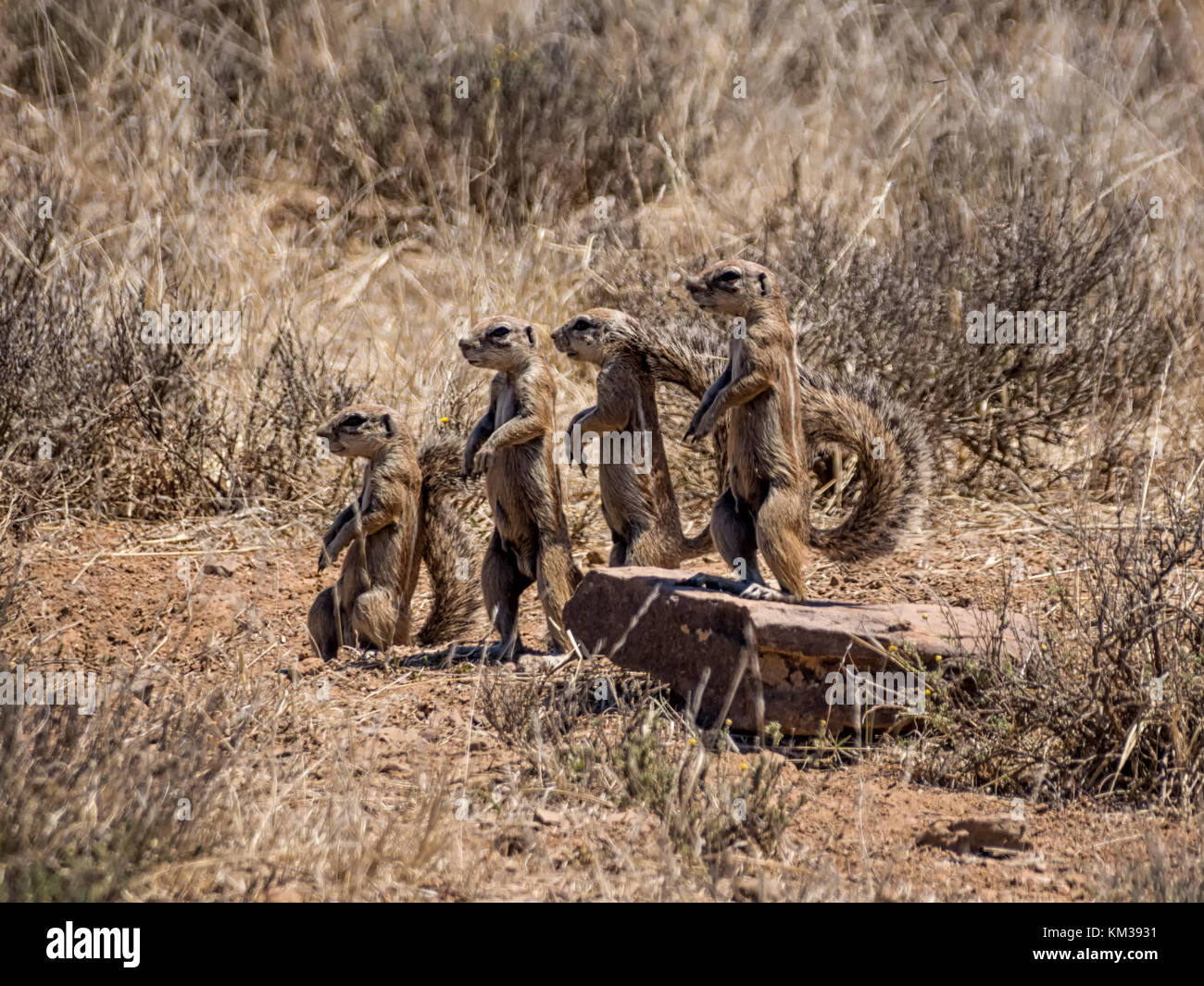 A family of African Ground Squirrels in the Southern African savanna ...