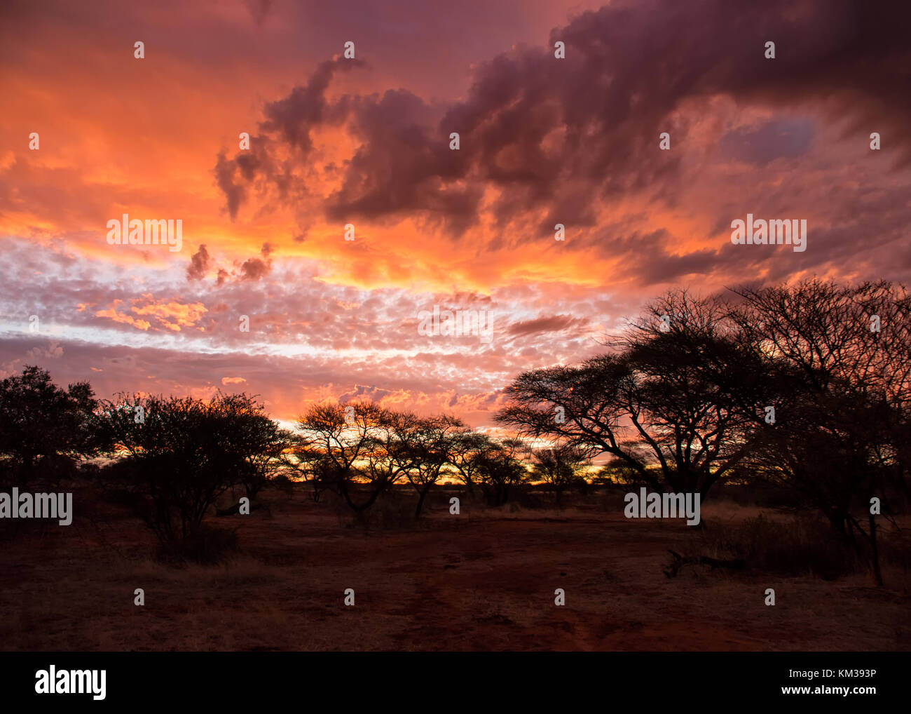 A dramatic sunset in the bush of the Southern African savanna Stock ...