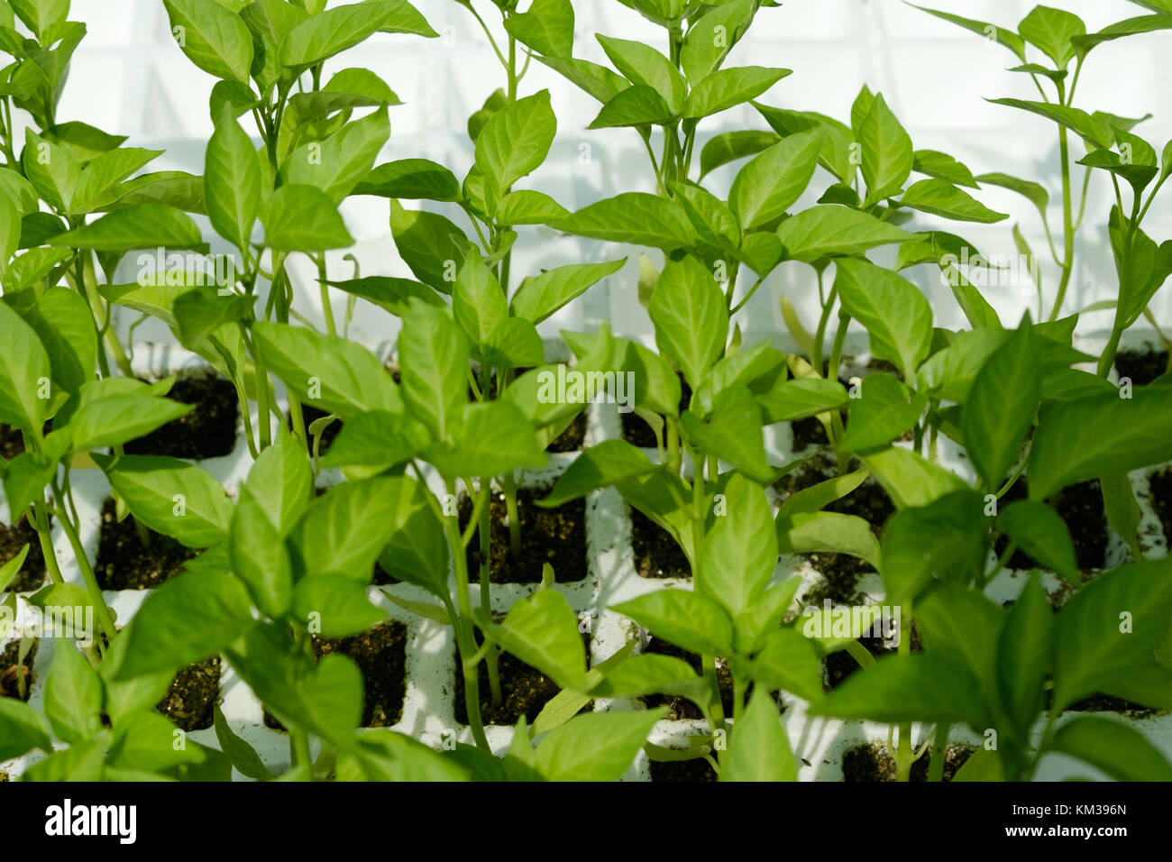 Galician pementos hi-res stock photography and images - Alamy