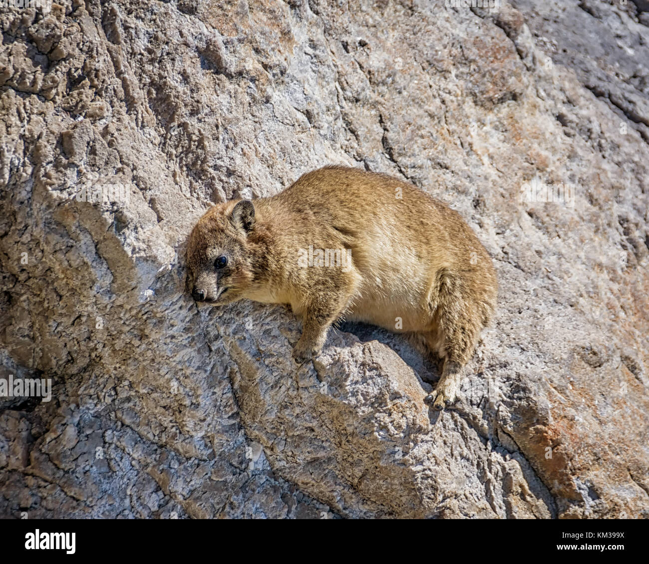 A Rock Hyrax, also known as a Dassie, lying on a rock in Southern ...