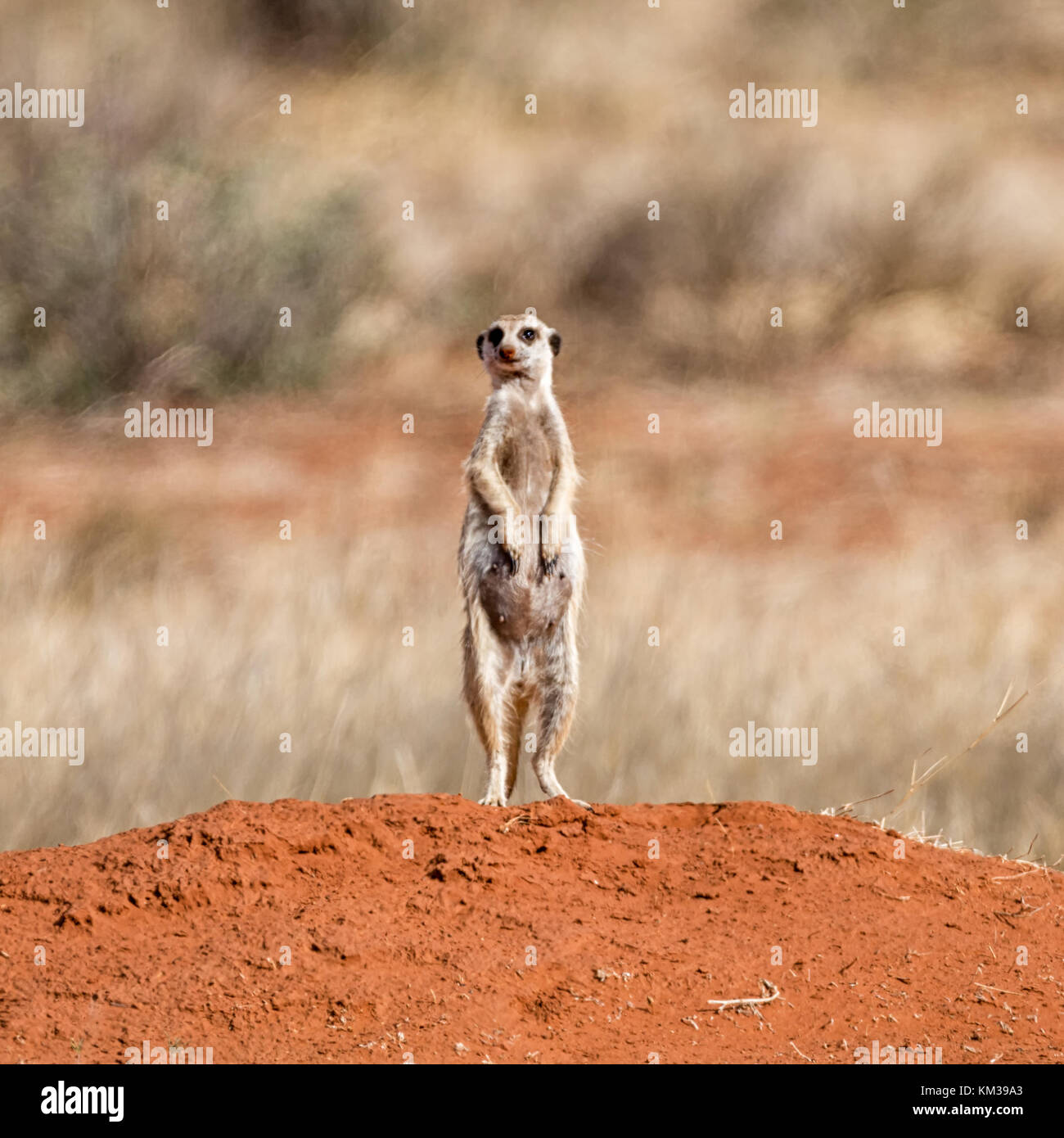 A female Meerkat stands guard at the burrow as the others forage in ...
