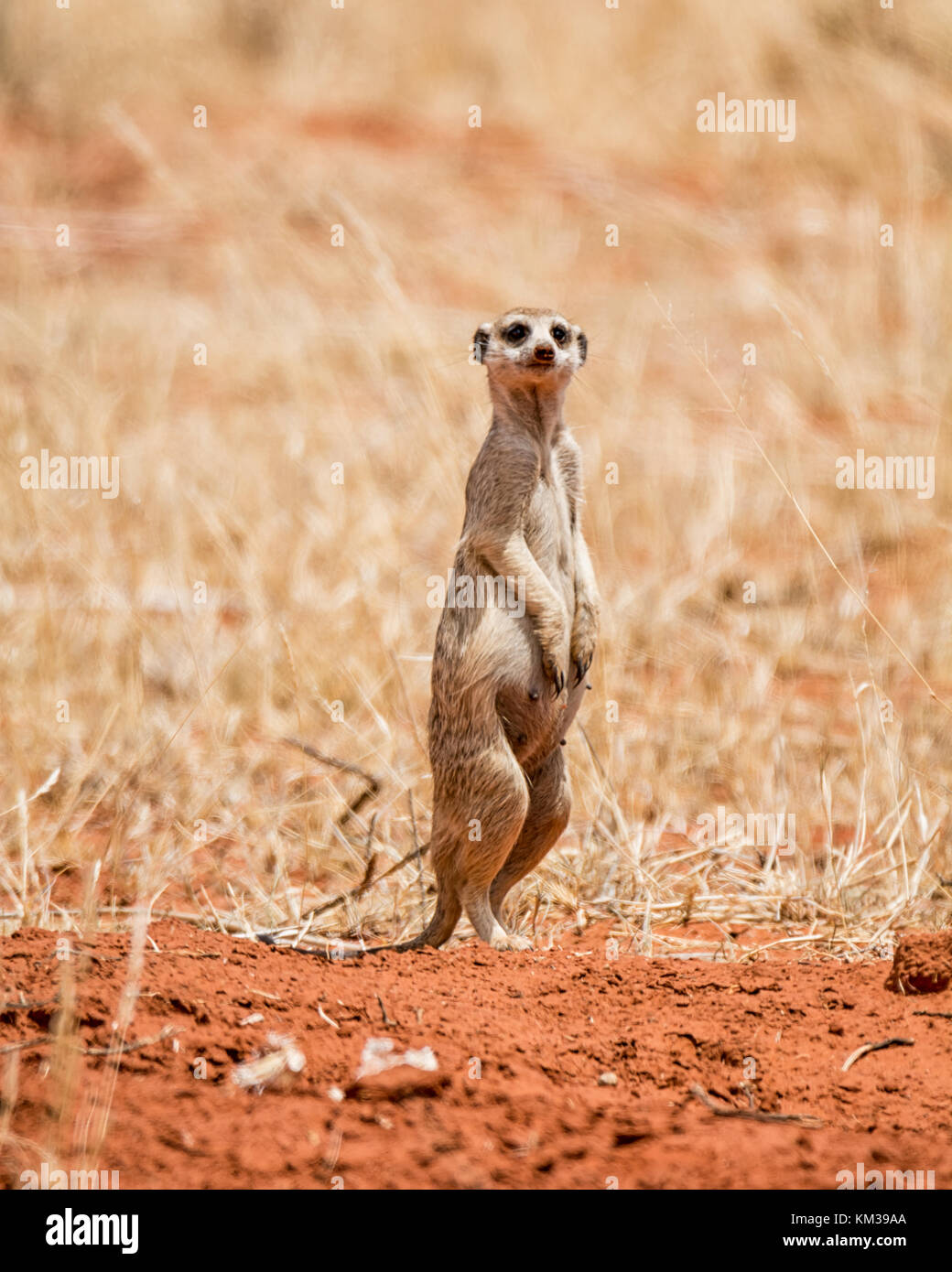 A female Meerkat stands guard at the burrow as the others forage in ...