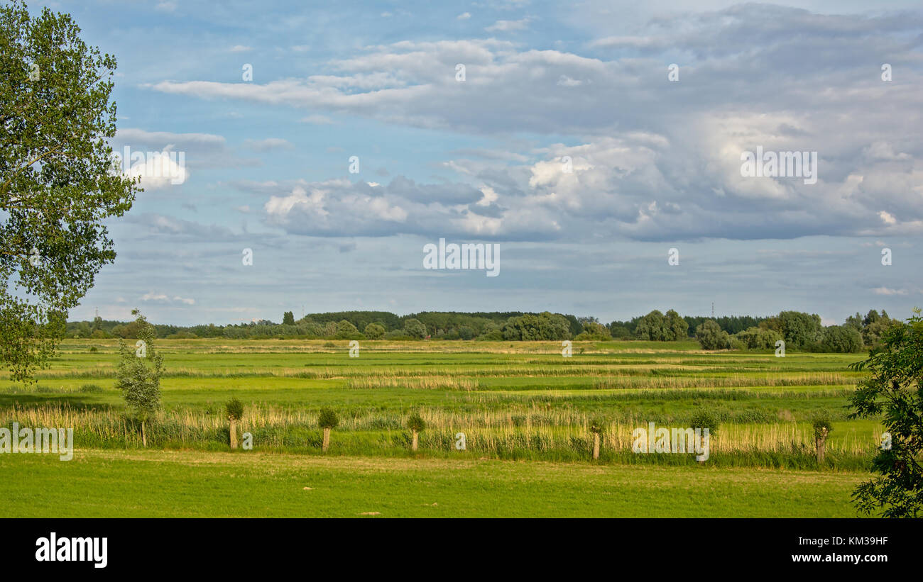 Polder landscape with fields and trees in river Scheldt estuary, part ...