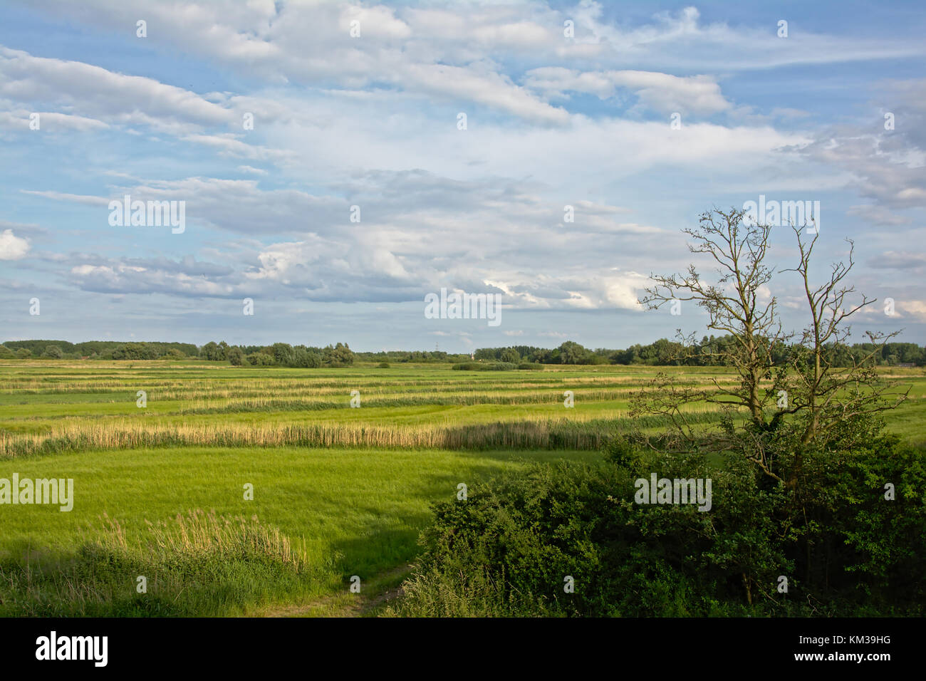Polder landscape with fields and trees in river Scheldt estuary, part ...