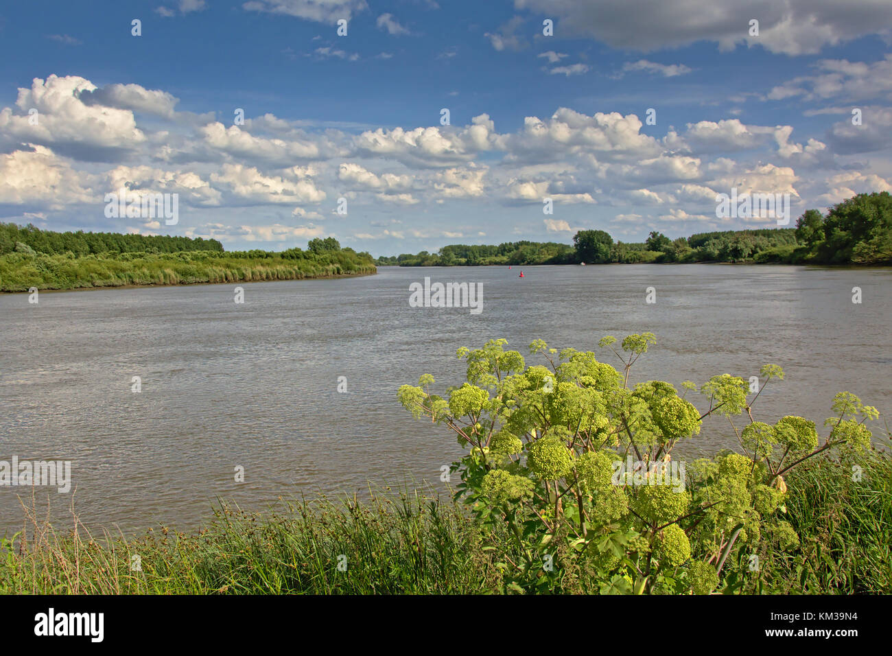 River Scheldt landscape with green natural borders on a sunny day with ...