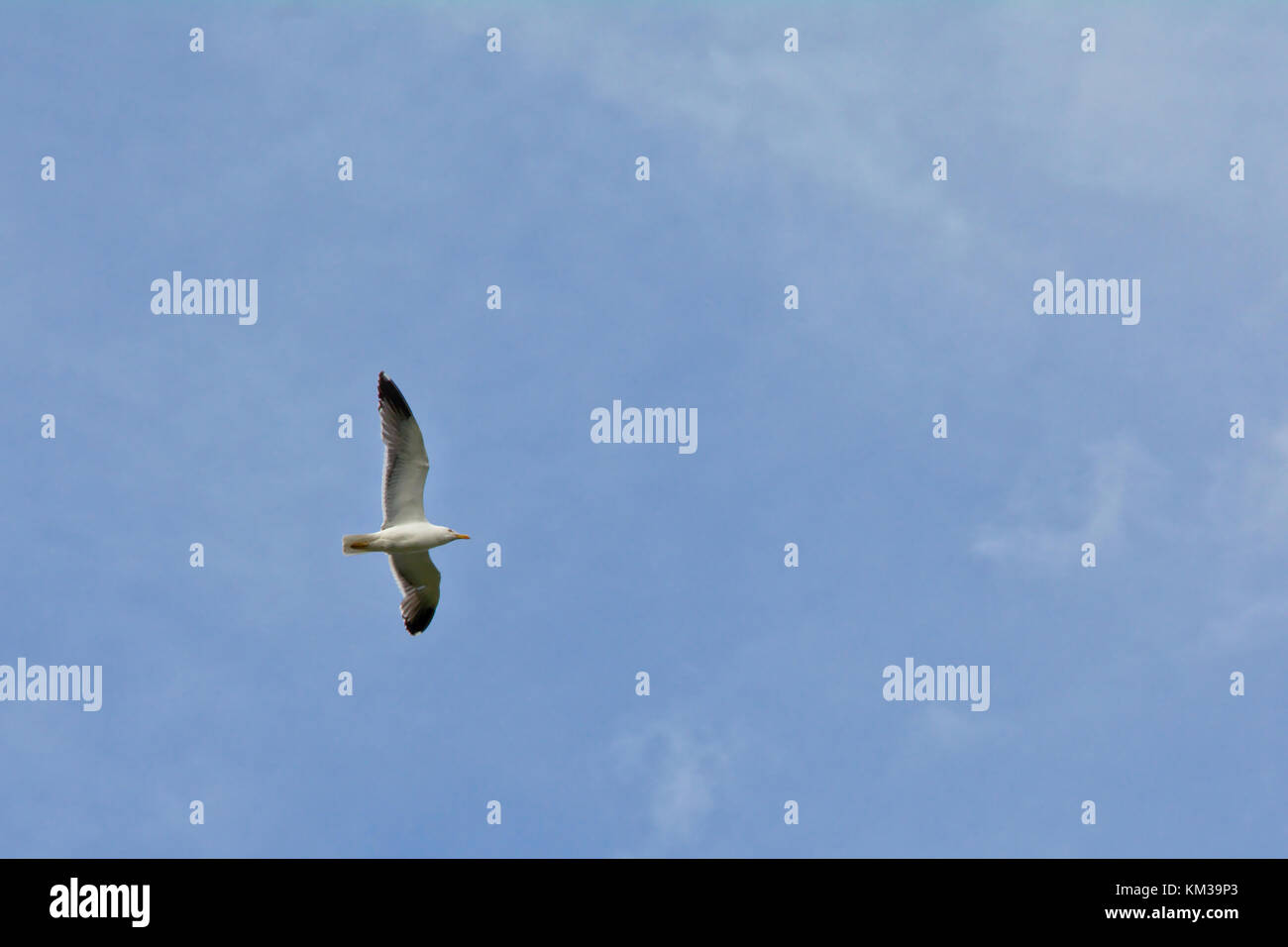 Flying seagull on a blue sky, view from below with lots of copy space ...