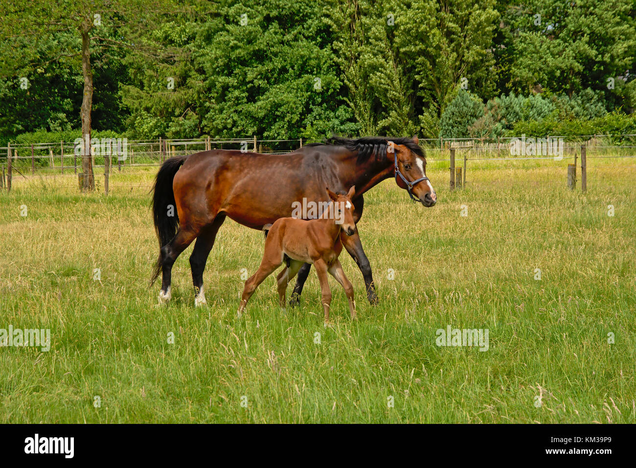 Brown mare and foal running in a green meadow with trees behind Stock ...