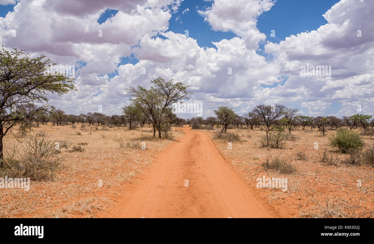 A red sand track heads through the wilderness in Southern African ...