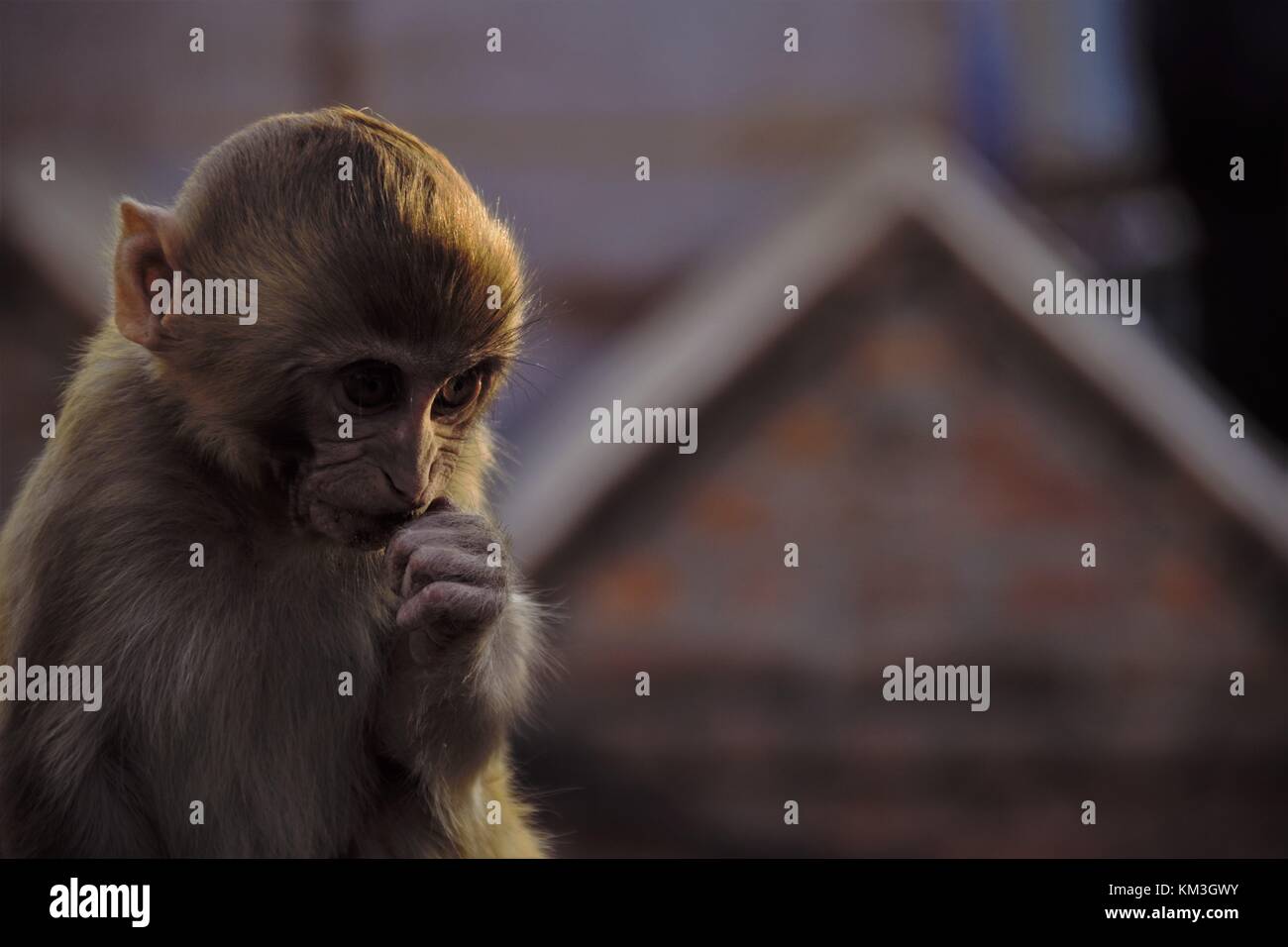 Funny Thinking Money Stock Photo - Alamy