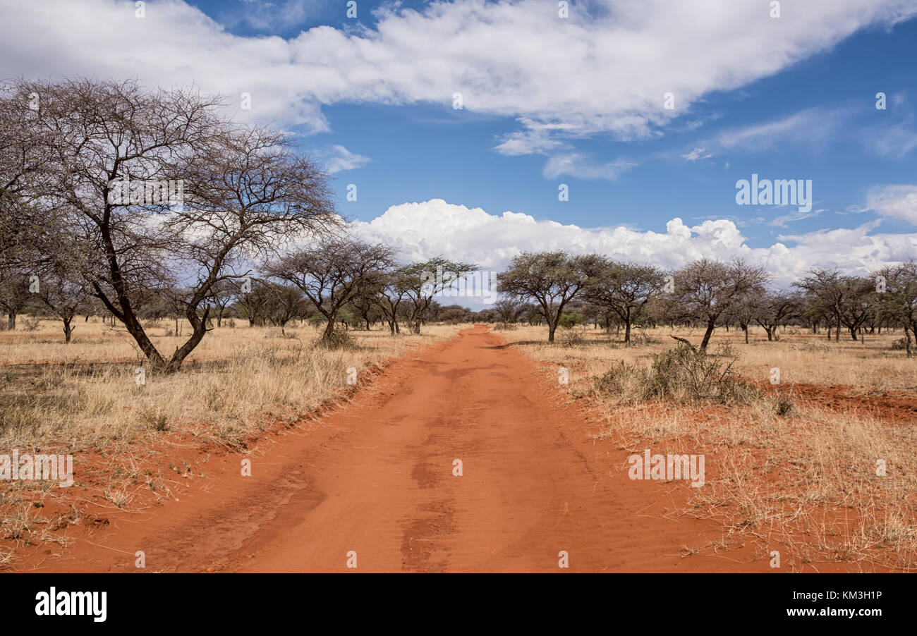 A red sand track heads through the wilderness in Southern African ...