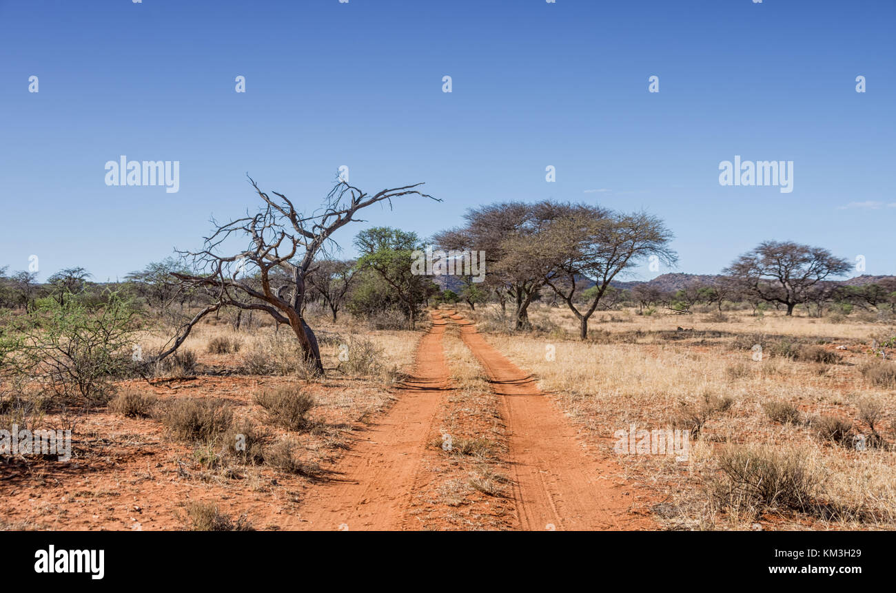 A red sand track heads through the wilderness in Southern African ...