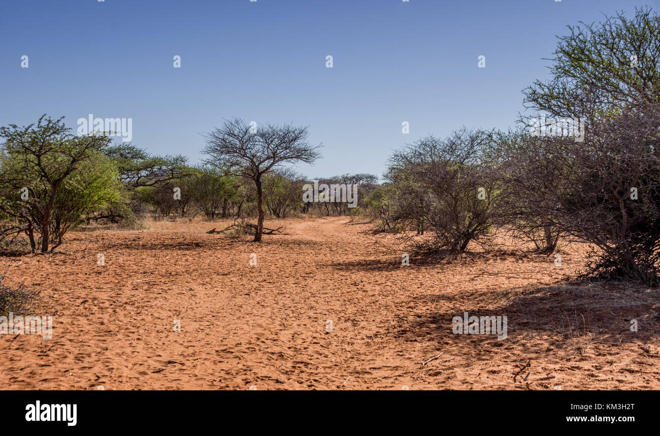 A red sand track heads through the wilderness in Southern African ...