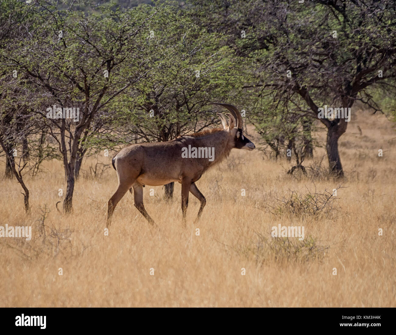A Roan antelope standing in Southern African savanna Stock Photo - Alamy
