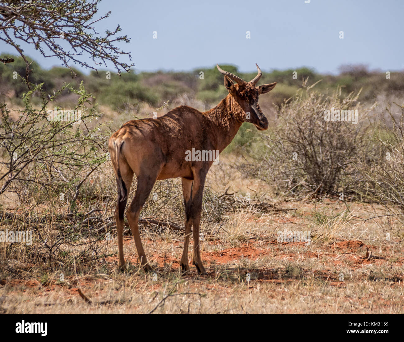 A tsessebe antelope in Southern African savanna Stock Photo - Alamy