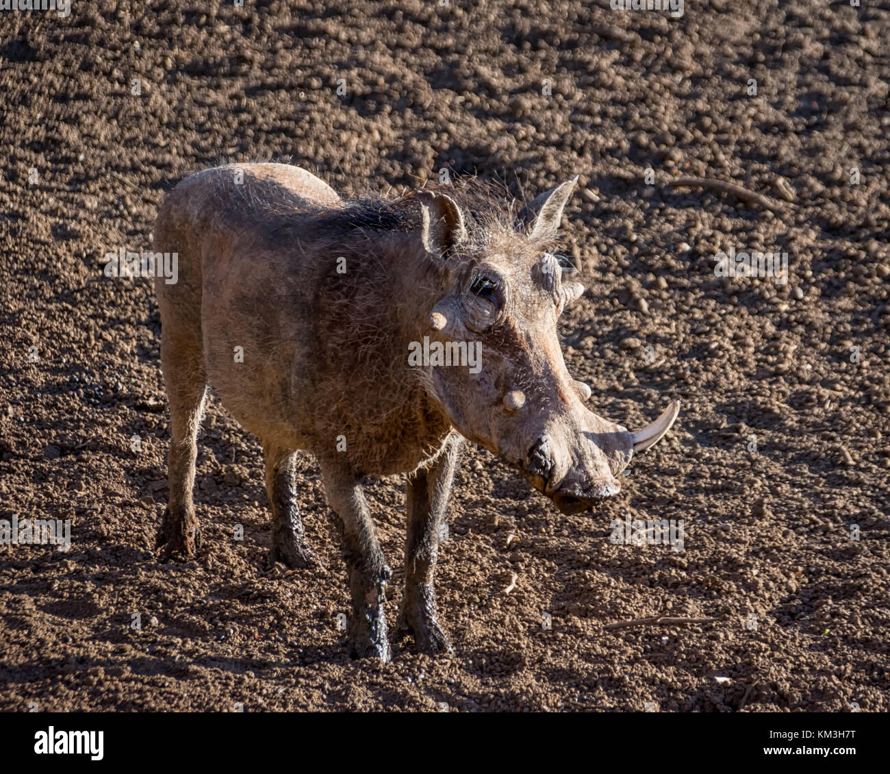 A Warthog standing in mud at a watering hole in Southern African ...
