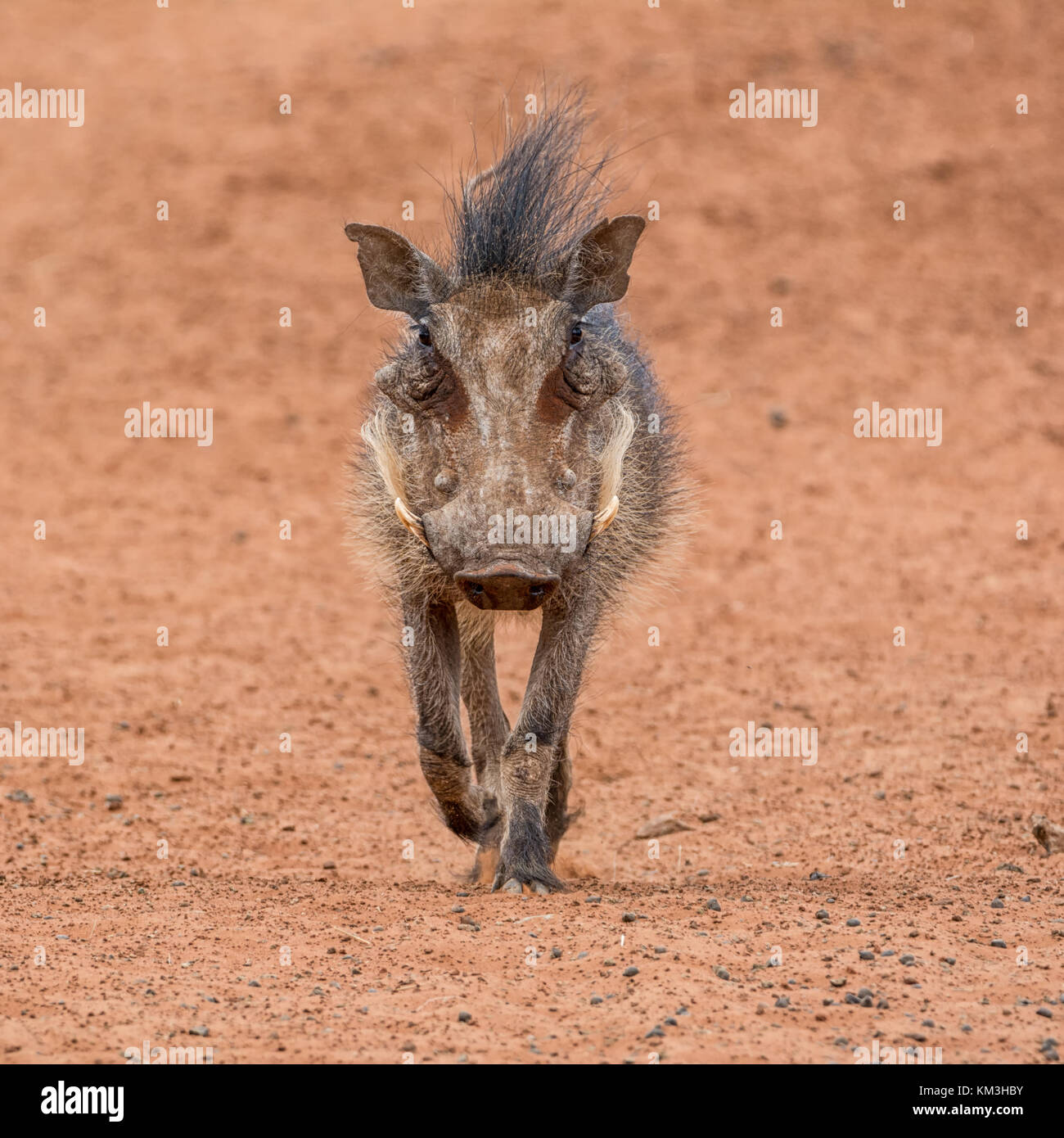 A young Warthog in Southern African savanna Stock Photo - Alamy