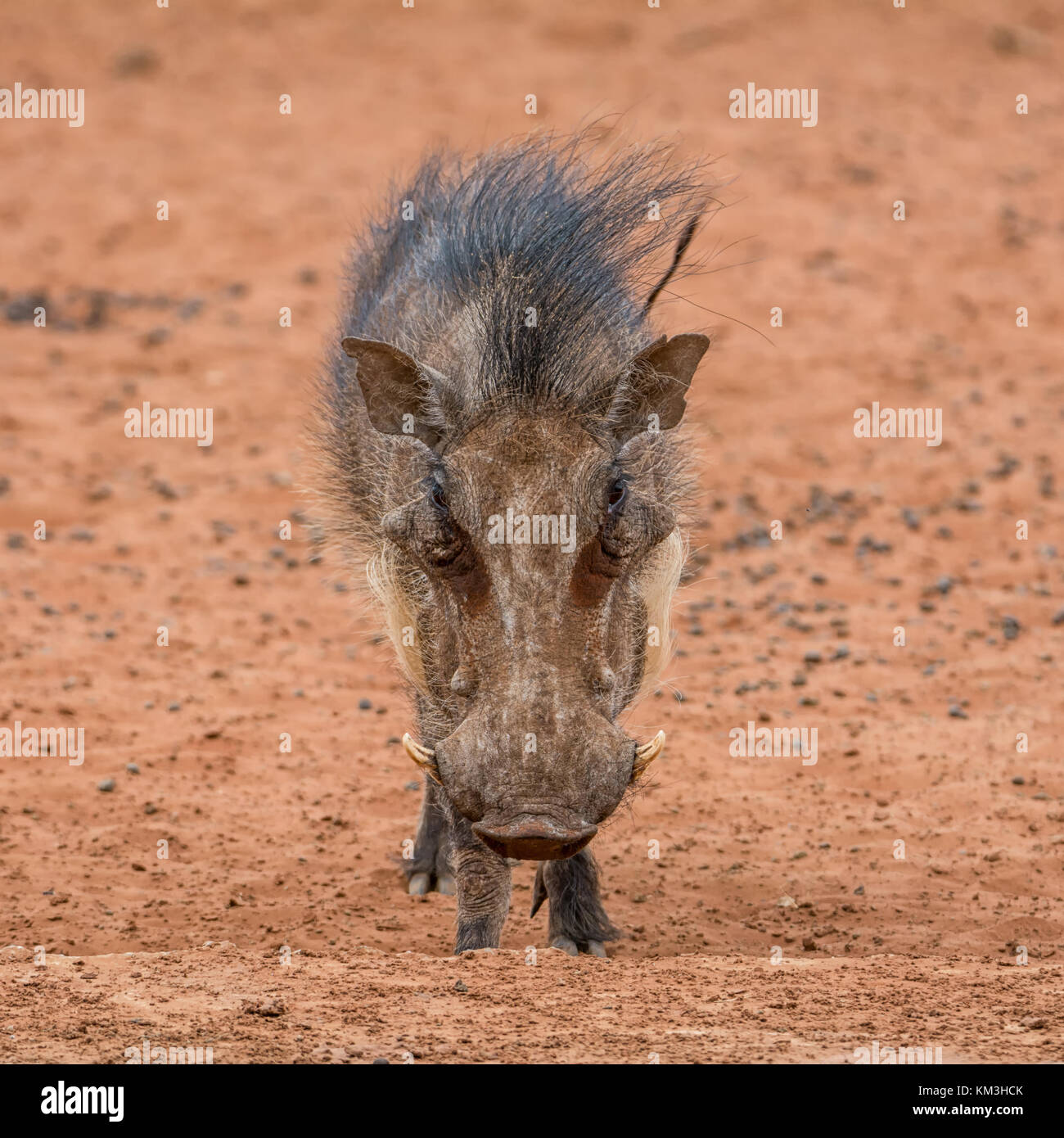 A young Warthog in Southern African savanna Stock Photo - Alamy