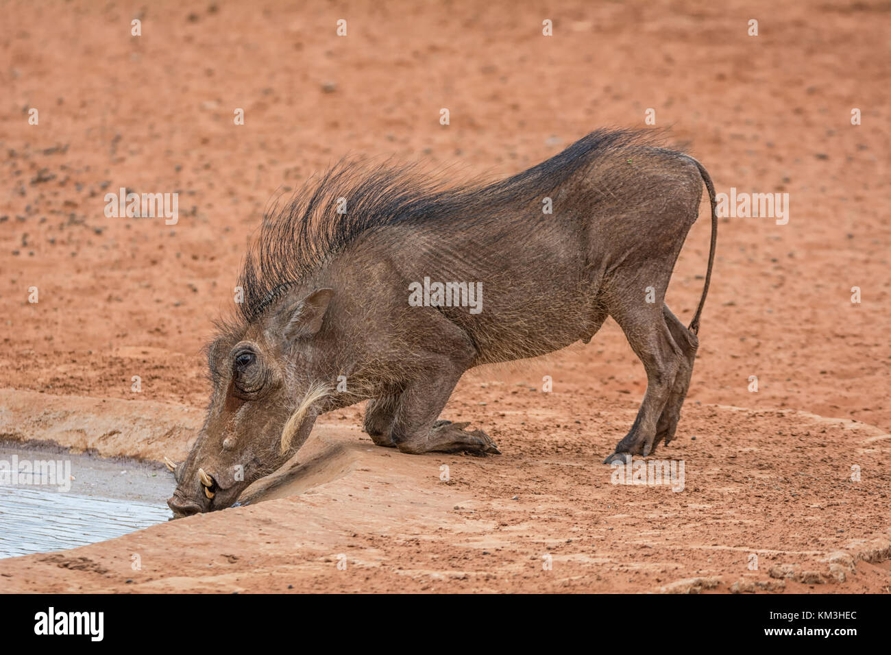 A young Warthog drinking from a watering hole in Southern African ...