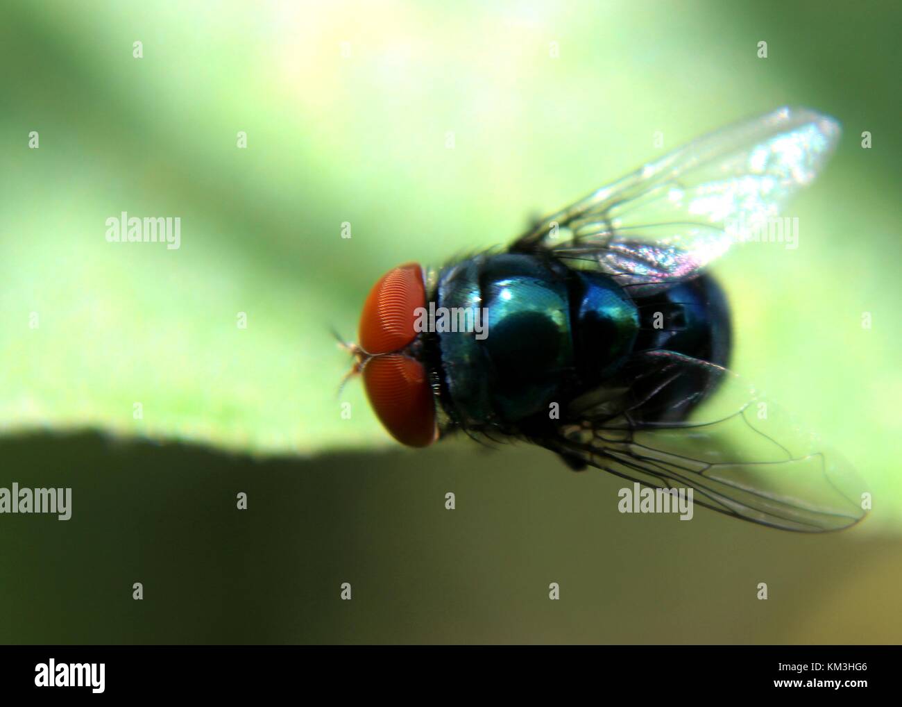 Wildlife photography in sri lanka hi-res stock photography and images ...