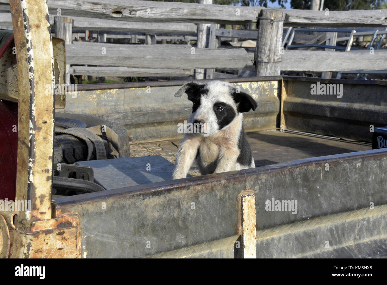 CATTLE DOG IN UTE. AUSTRALIA Stock Photo - Alamy
