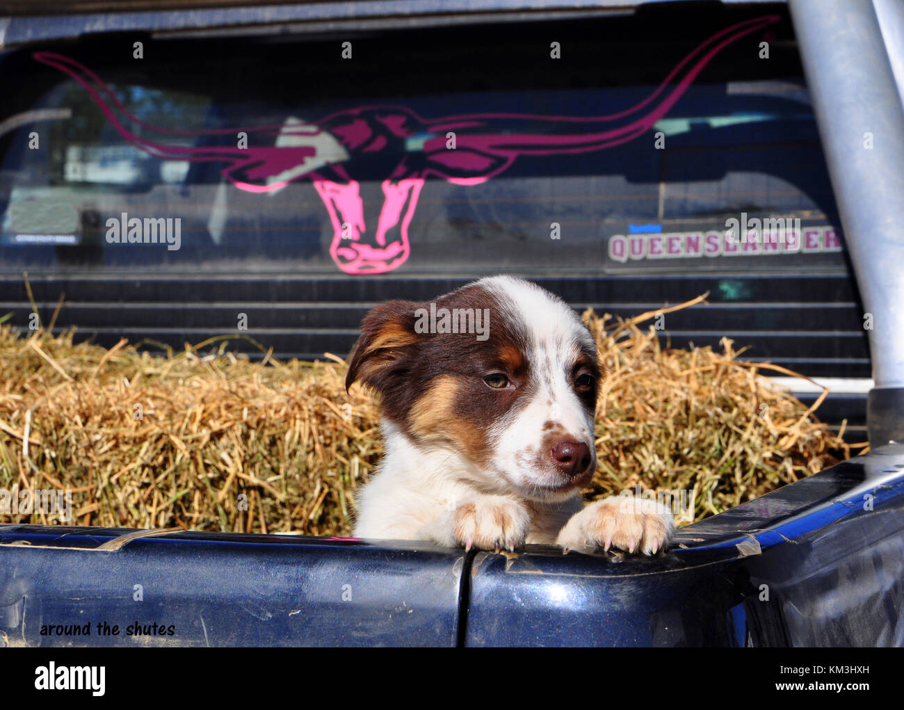 CATTLE DOG IN UTE. AUSTRALIA Stock Photo - Alamy
