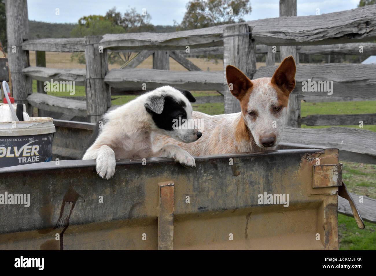 Australian ute vehicle hi-res stock photography and images - Alamy