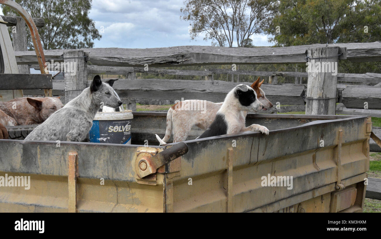 CATTLE DOGS IN UTE. AUSTRALIA Stock Photo - Alamy