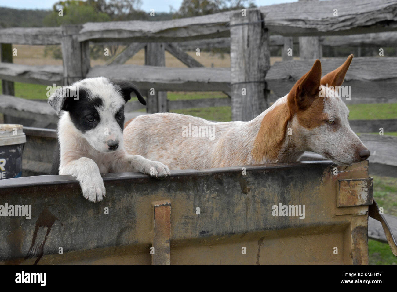 CATTLE DOGS IN UTE. AUSTRALIA Stock Photo - Alamy