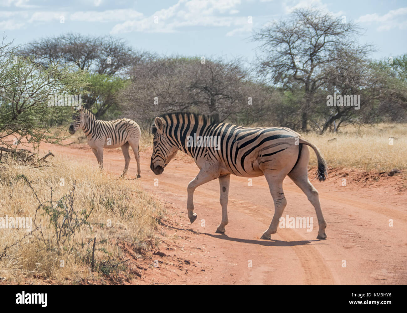 Burchell's Zebra in Southern African savanna Stock Photo - Alamy