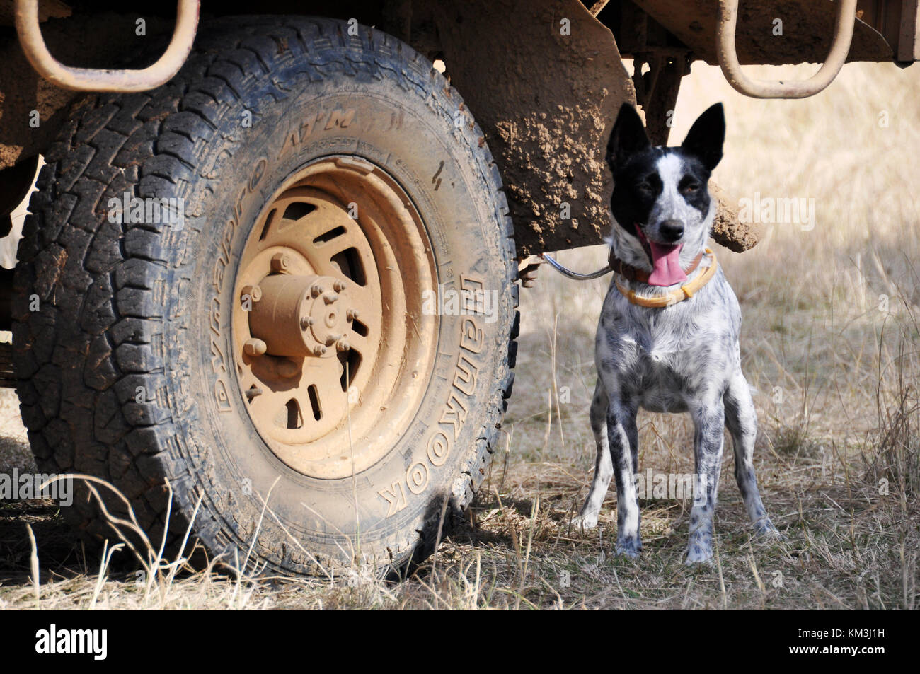 CATTLE DOG TIED TO UTE. AUSTRALIA Stock Photo - Alamy