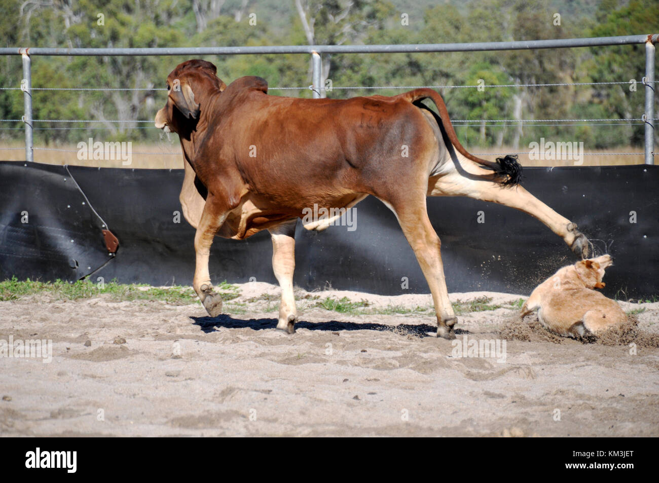 CATTLE DOGS AT WORK ROUNDING UP CATTLE Stock Photo - Alamy