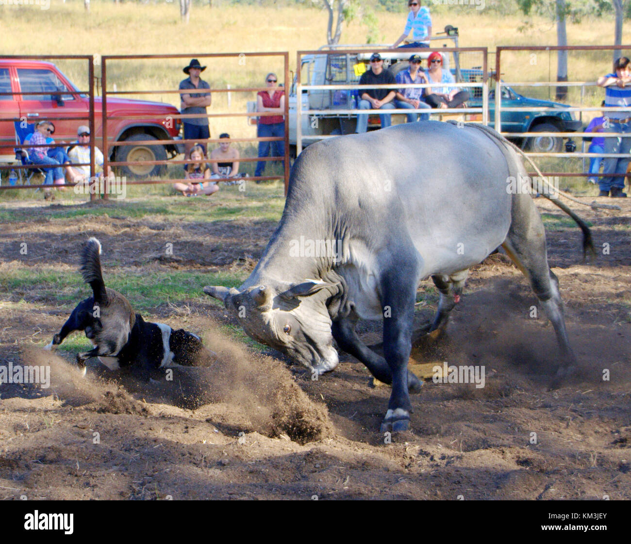 Cattle dogs at work rounding up cattle hi-res stock photography and ...