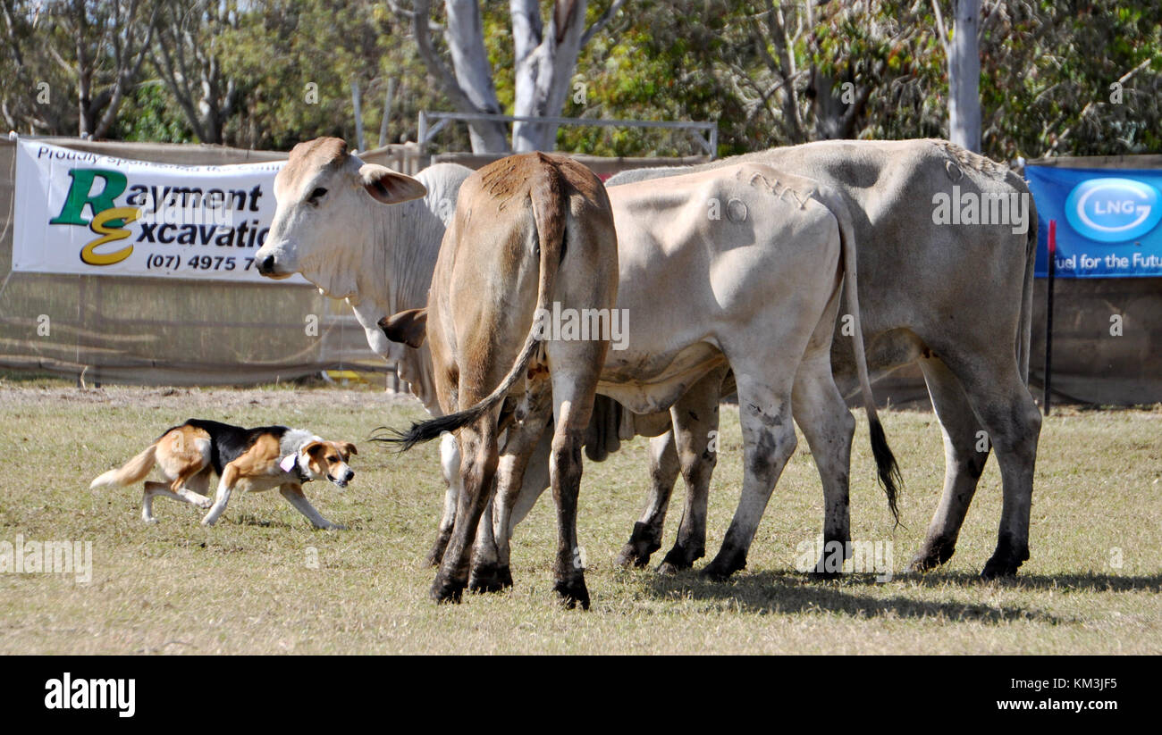 CATTLE DOGS AT WORK ROUNDING UP CATTLE Stock Photo - Alamy