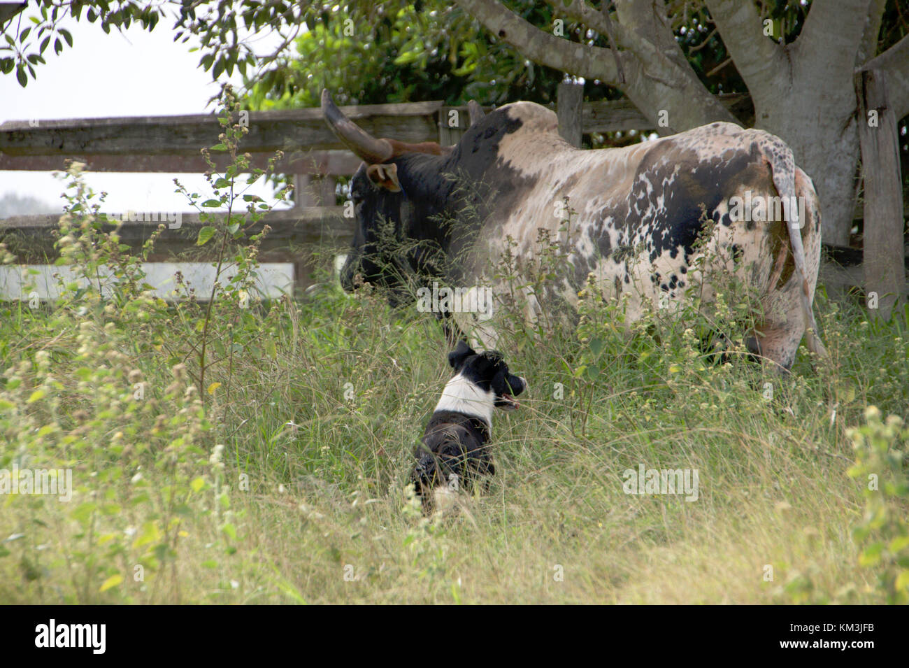 CATTLE DOGS AT WORK ROUNDING UP CATTLE IN AUSTRALIA Stock Photo - Alamy