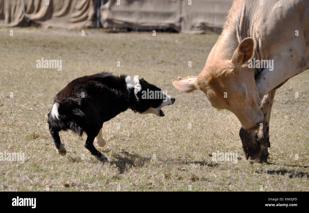 CATTLE DOGS AT WORK ROUNDING UP CATTLE IN AUSTRALIA Stock Photo - Alamy